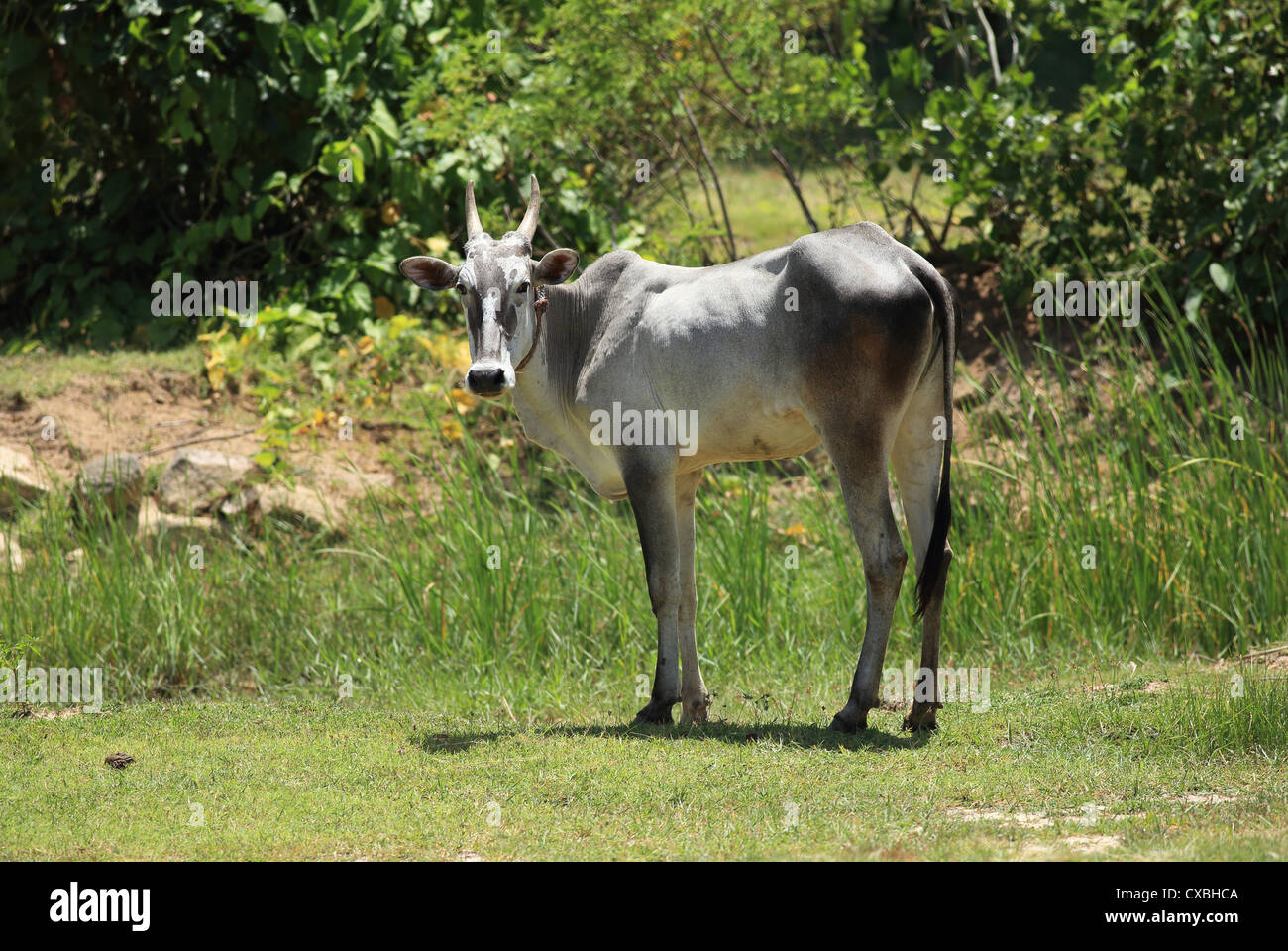Bos indicus indian zebu humped hi-res stock photography and images - Alamy