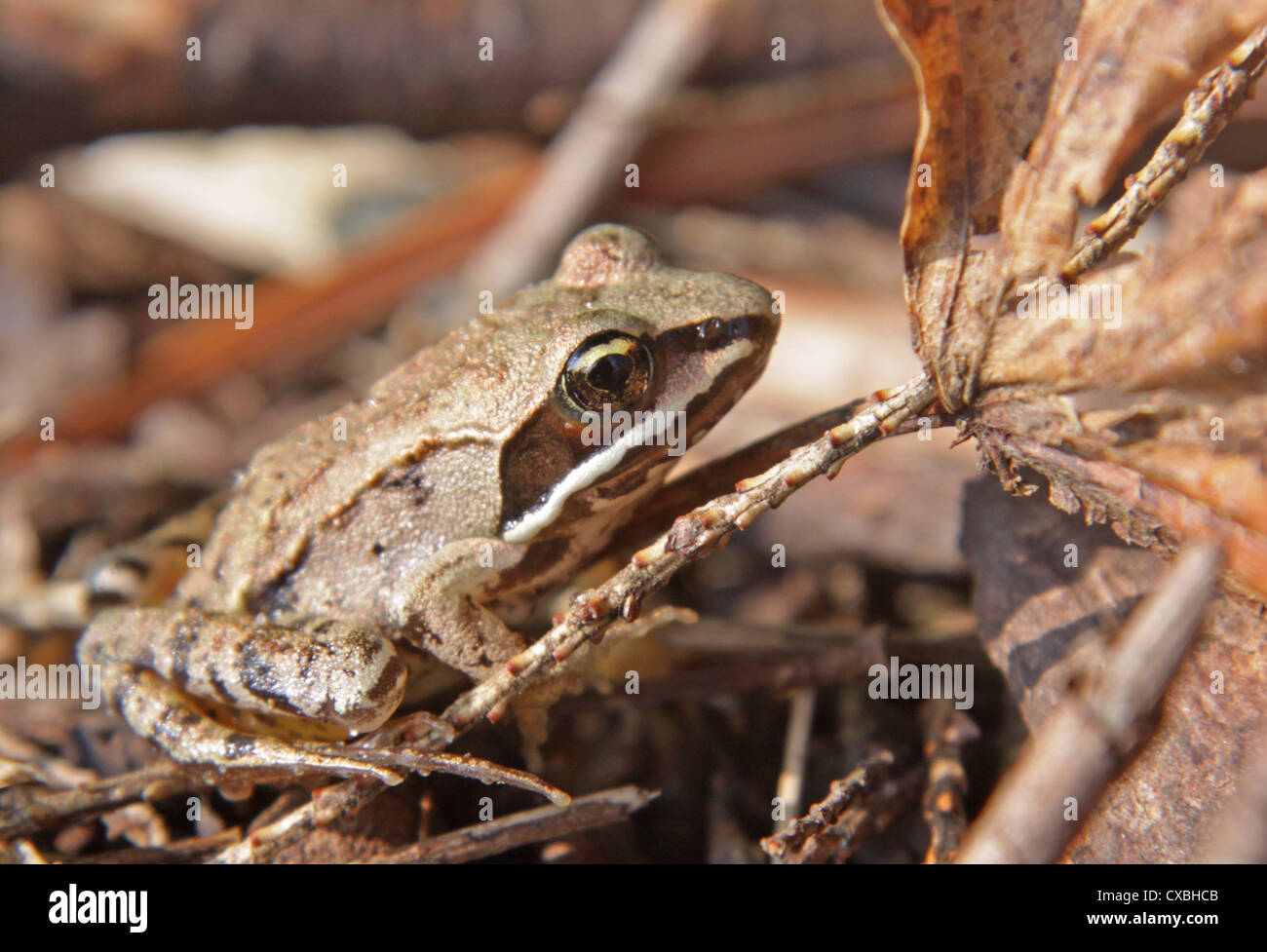 Patient Wood Frog Stock Photo - Alamy