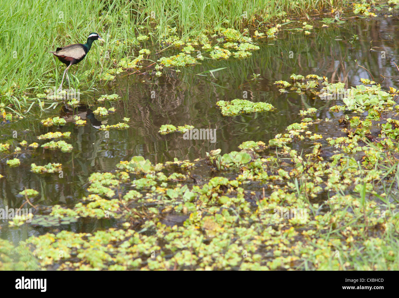 Bronze-winged Jacana, Metopidius indicus, Nepal Stock Photo - Alamy