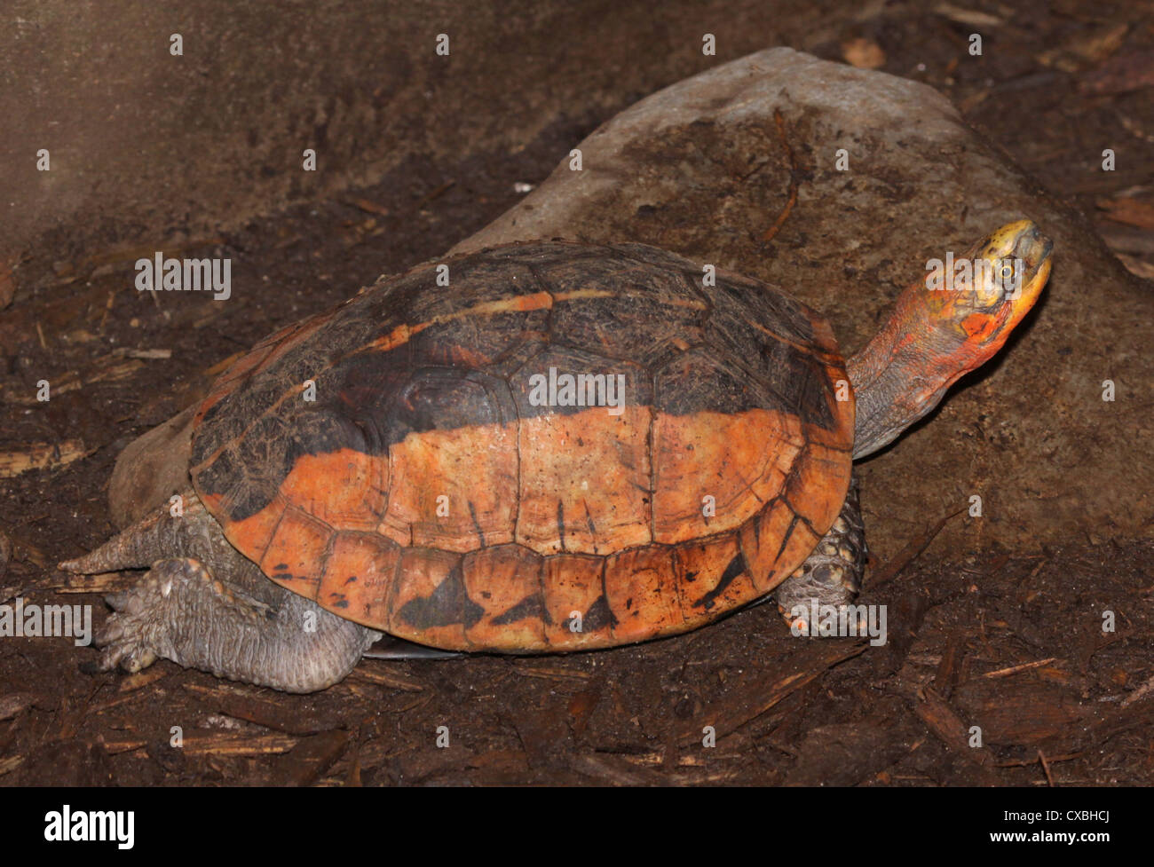 Vietnamese box turtle hi-res stock photography and images - Alamy