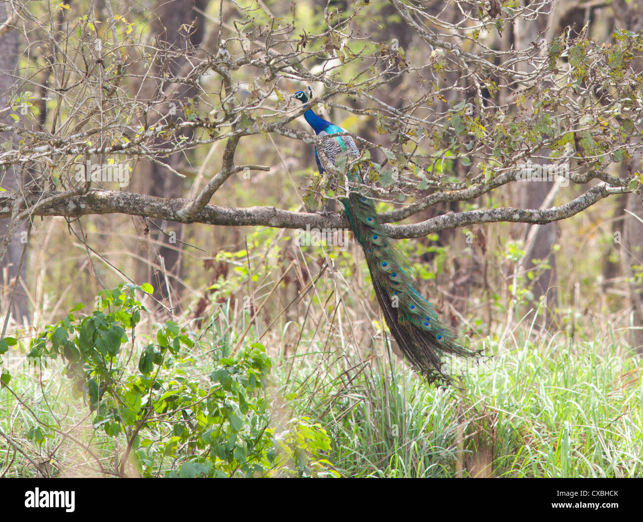 Male Peafowl (Peacock), Pavo cristatus, in a tree, Nepal Stock Photo ...