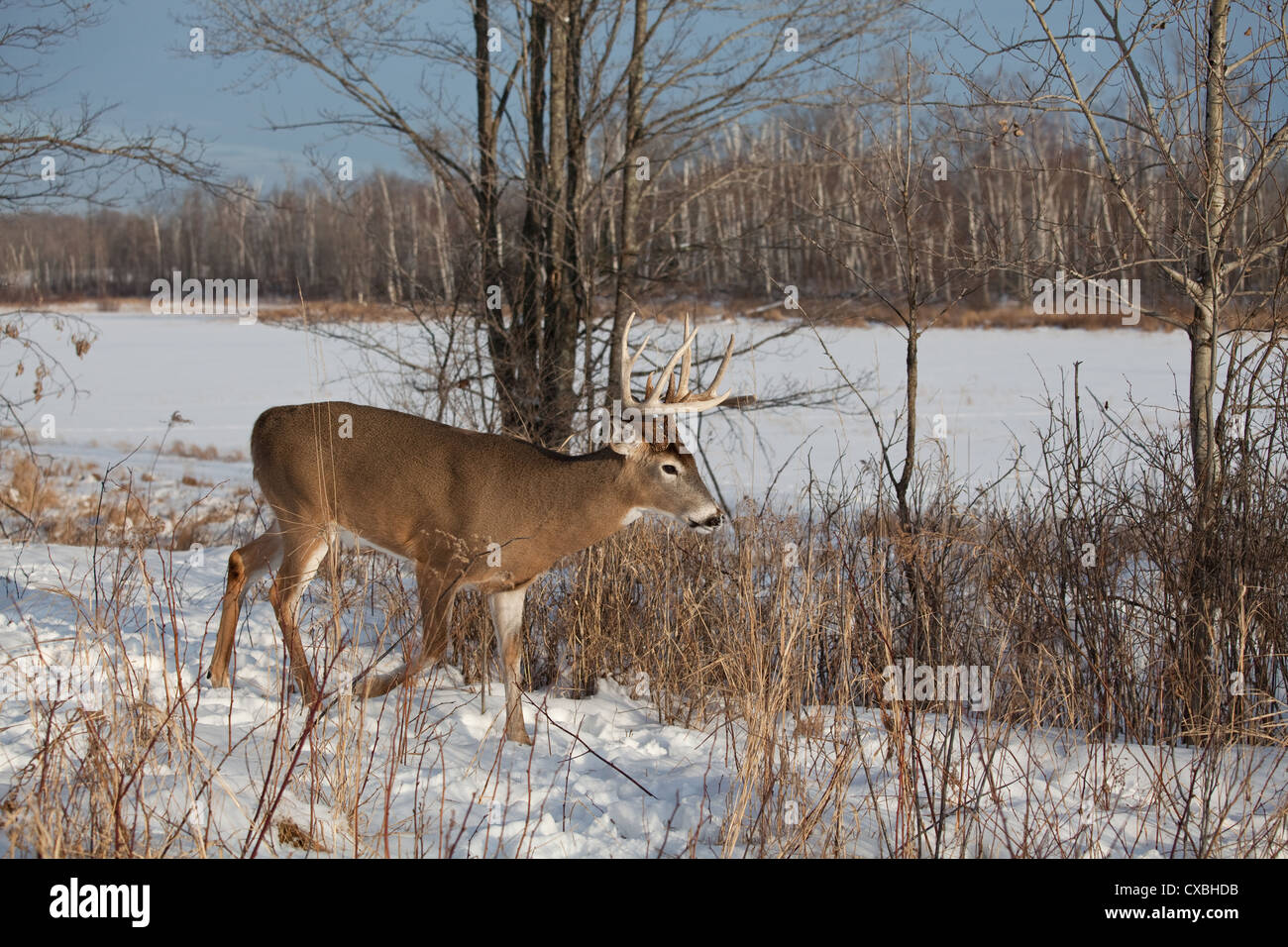 Buck lake hi-res stock photography and images - Alamy