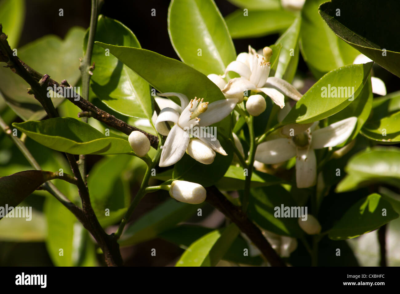 Orange tree in bloom Stock Photo - Alamy