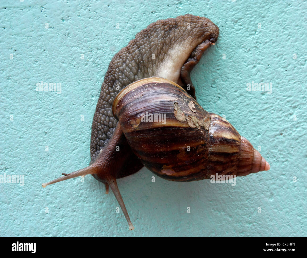 Close-up view of a Common Garden Snail Stock Photo - Alamy