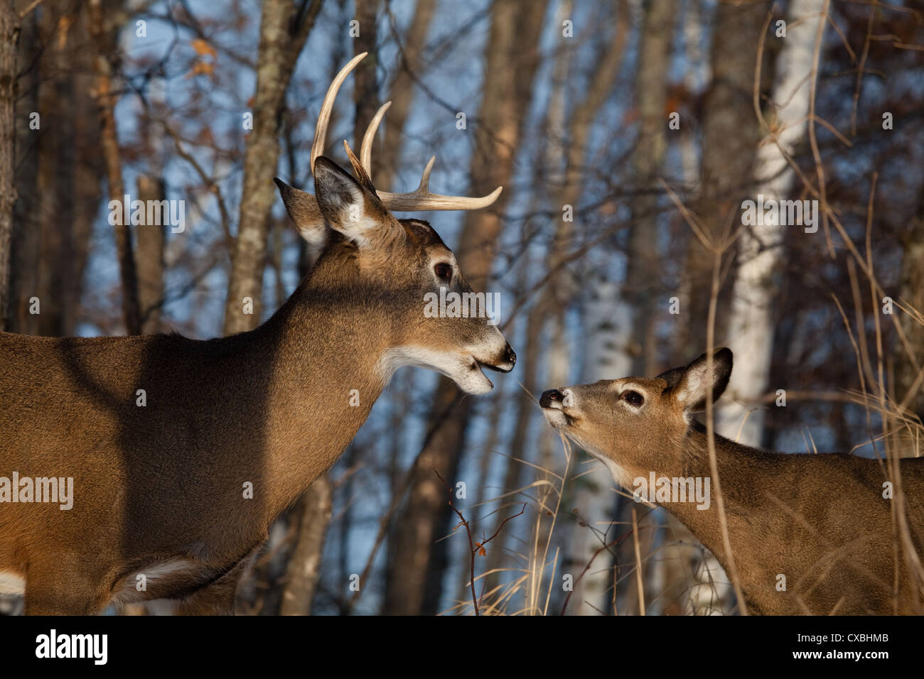 Two little white tailed deer hi-res stock photography and images - Alamy