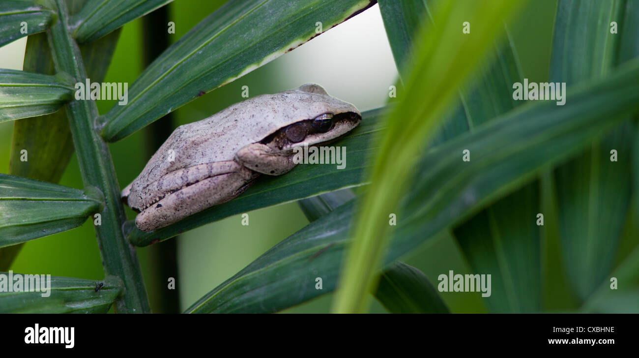 Common Indian Tree Frog, Polypedates maculatus, Nepal Stock Photo - Alamy