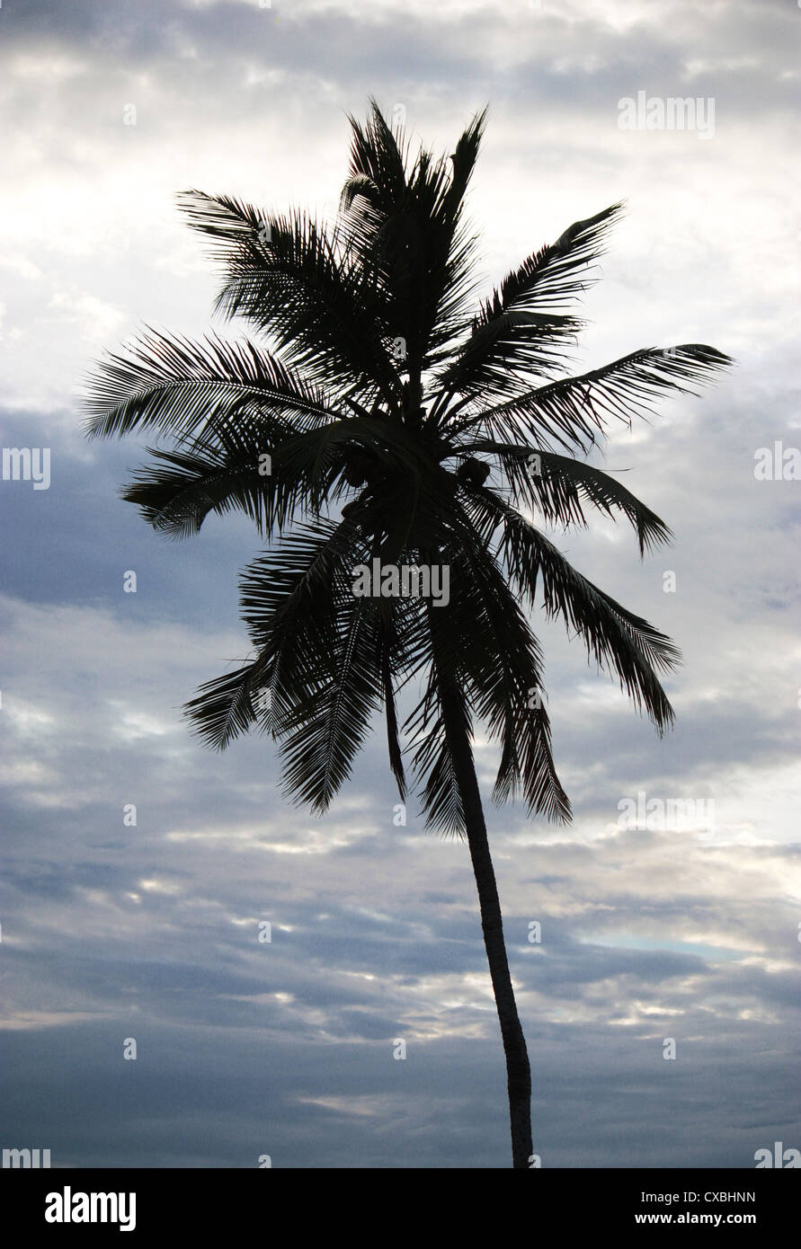 A coconut tree with background as evening sky Stock Photo - Alamy