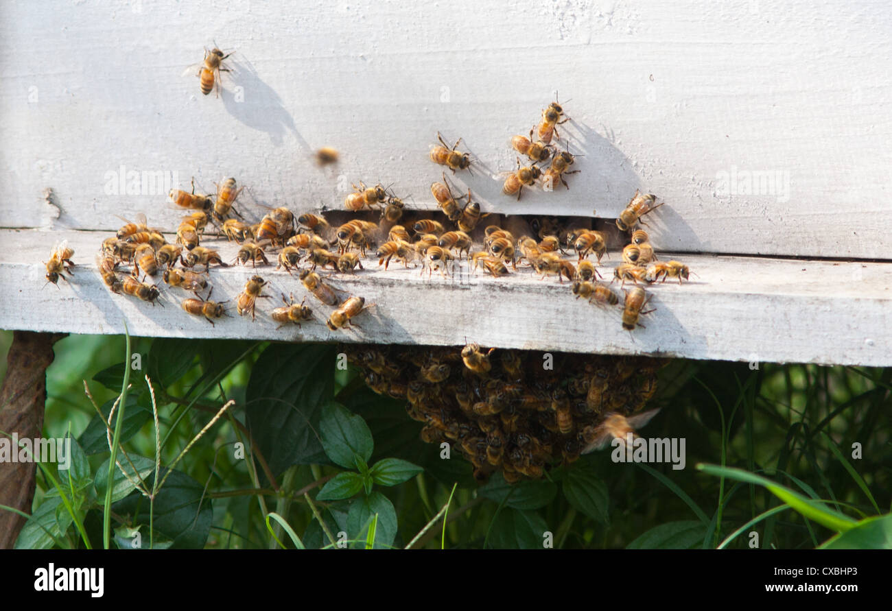 Apis cerana hi-res stock photography and images - Alamy