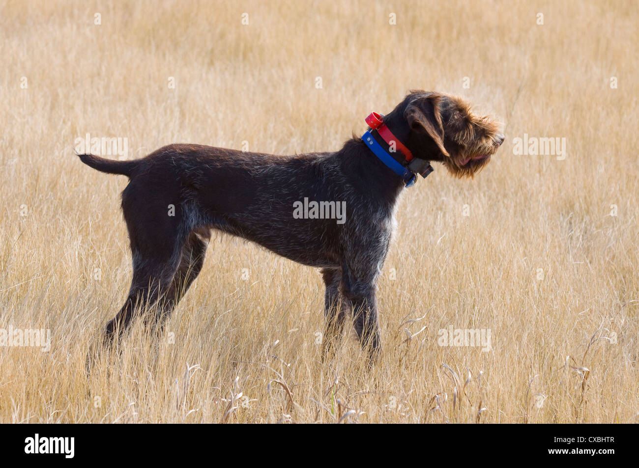 Drahthaar hi-res stock photography and images - Alamy