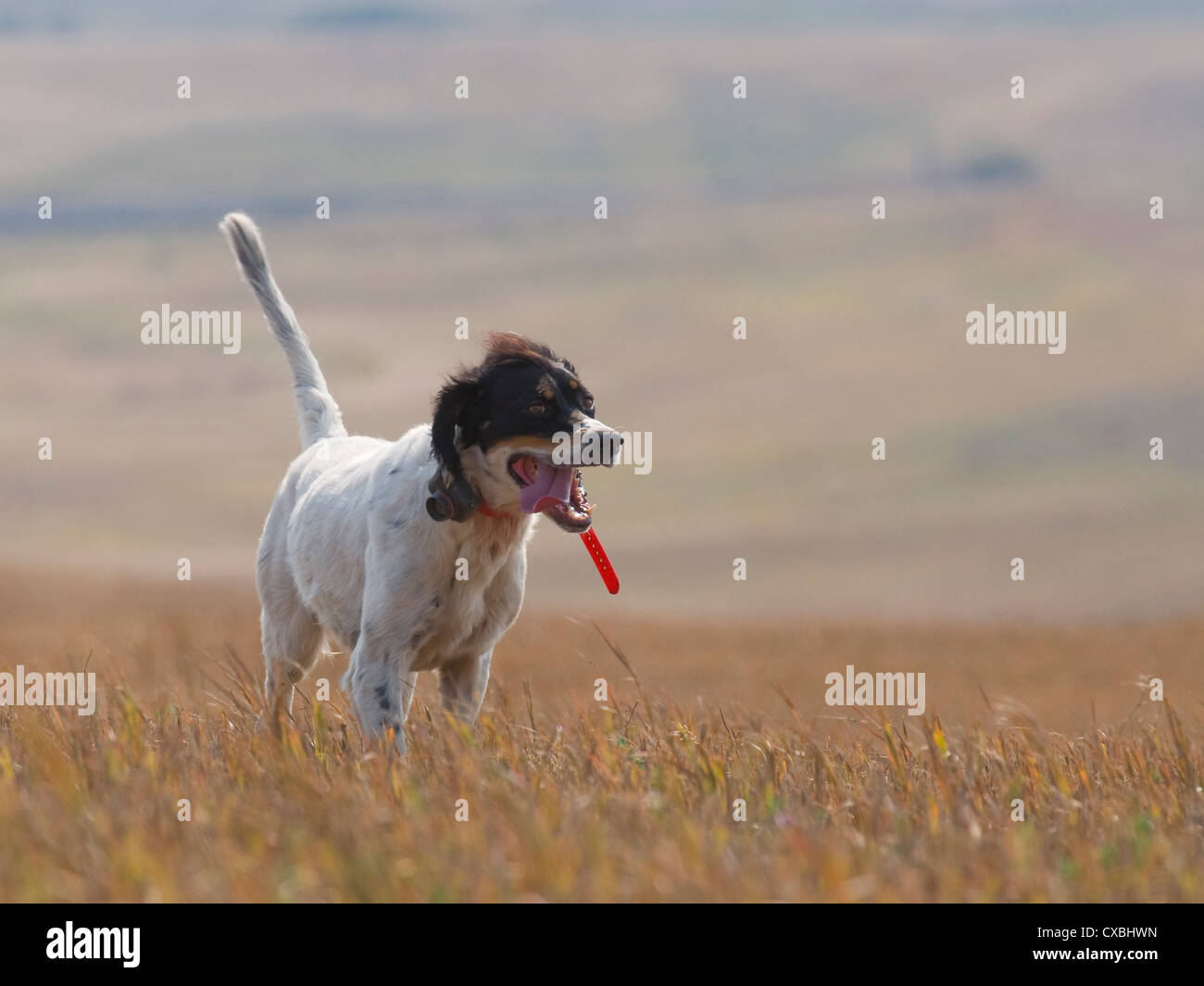 English Setter On Point Stock Photo - Alamy