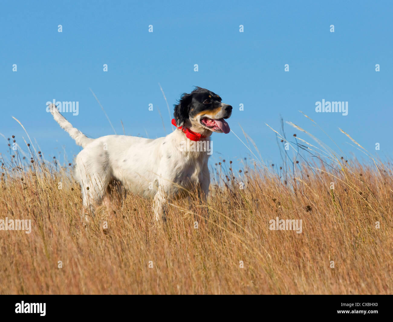 English Setter On Point Stock Photo - Alamy