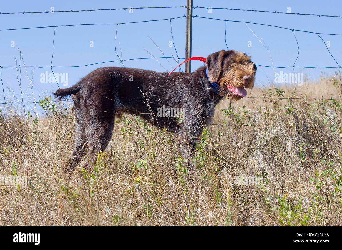 Drahthaar hi-res stock photography and images - Alamy