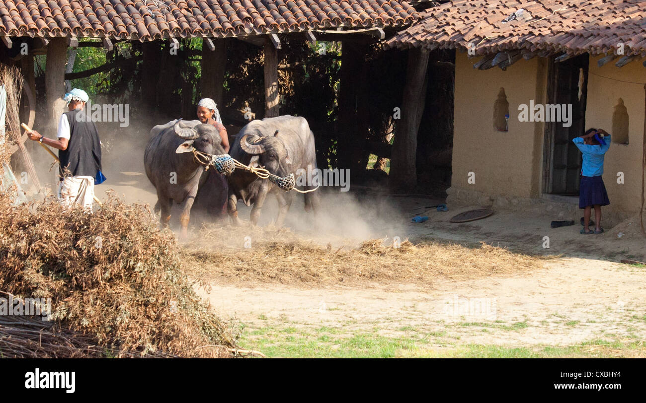 Woman water buffalo hi-res stock photography and images - Alamy