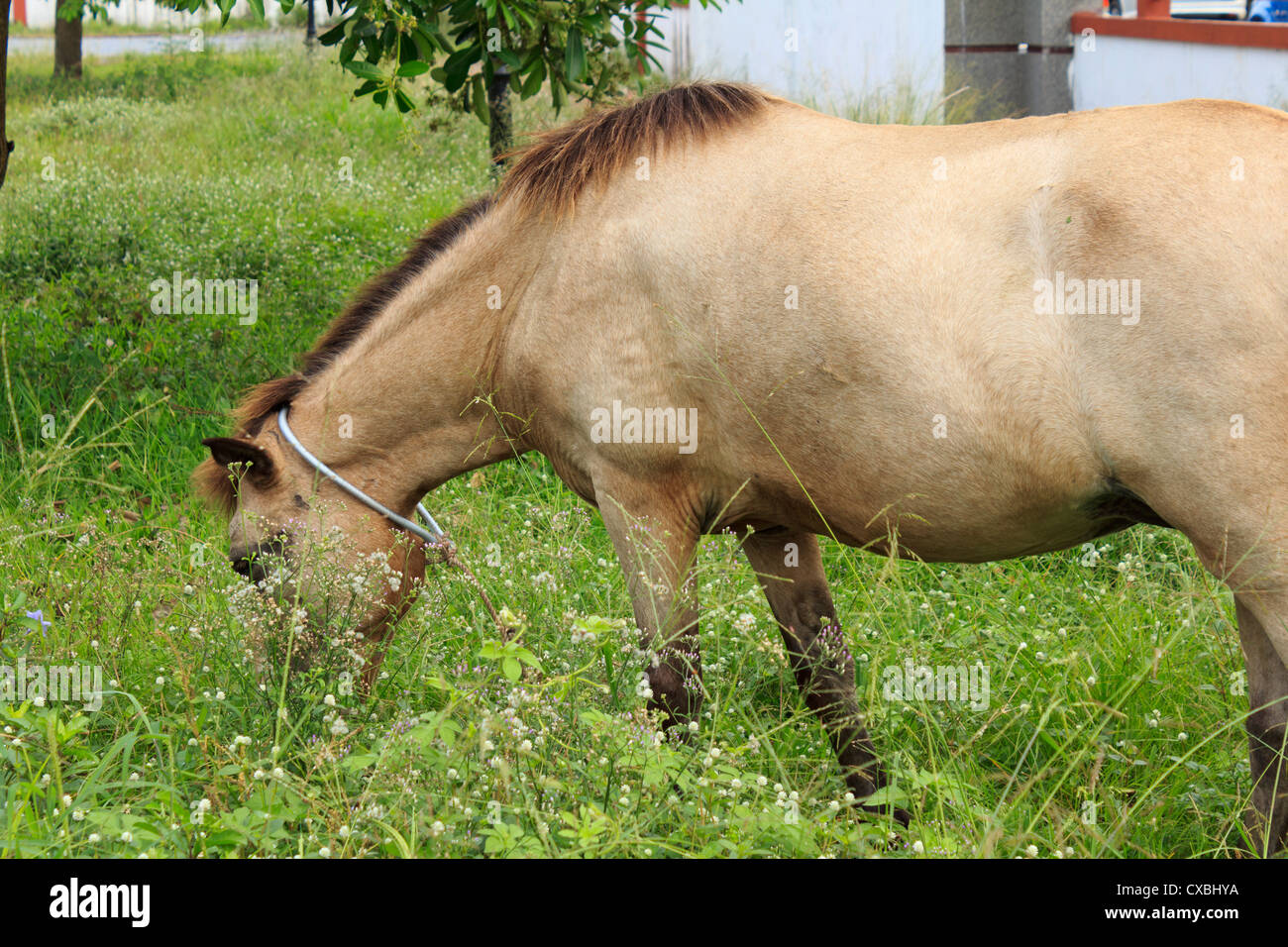 Pony chewing grass hi-res stock photography and images - Alamy