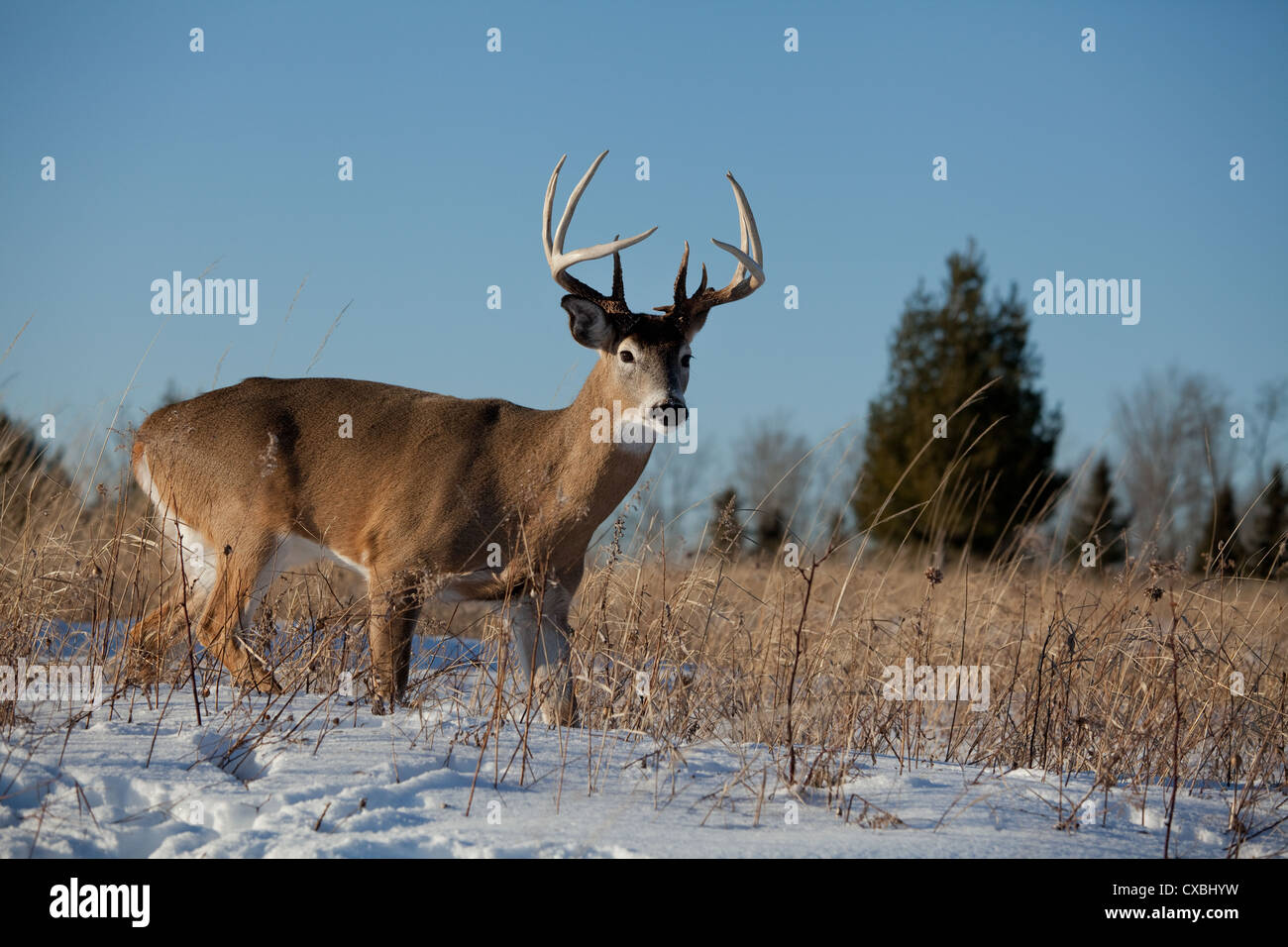 Four point buck hi-res stock photography and images - Alamy