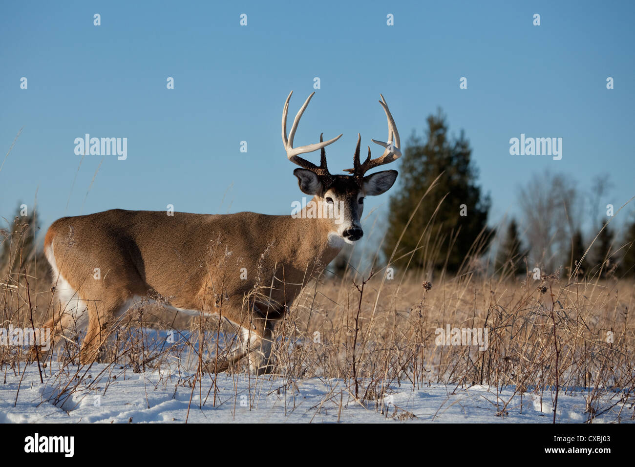 Four point buck hi-res stock photography and images - Alamy