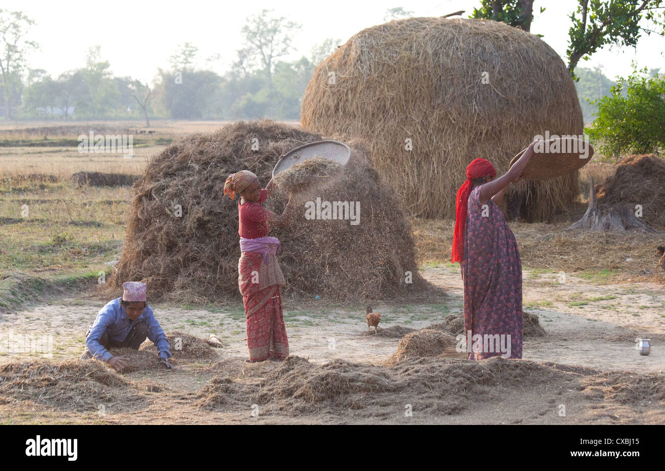 Traditional winnowing hi-res stock photography and images - Alamy