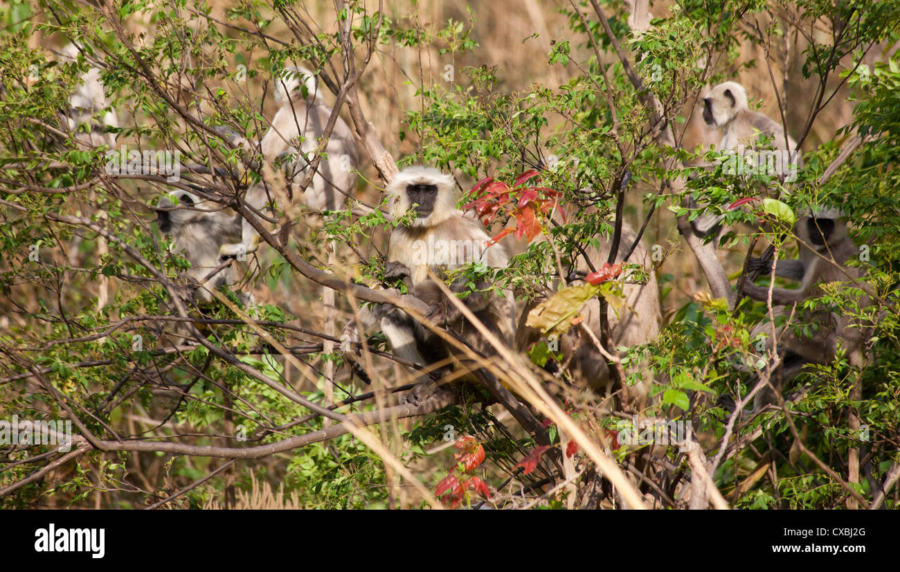Nepal Gray Langur, Semnopithecus schistaceus, Bardia National Park ...