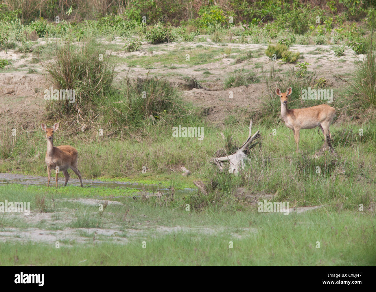 Swamp deer nepal hi-res stock photography and images - Alamy