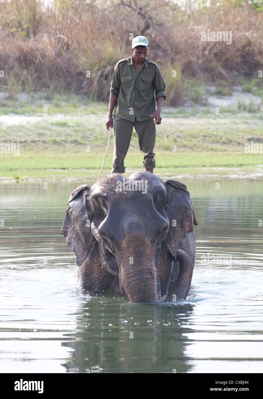 Nepali ranger standing on an elephant in a river, Bardia National Park ...