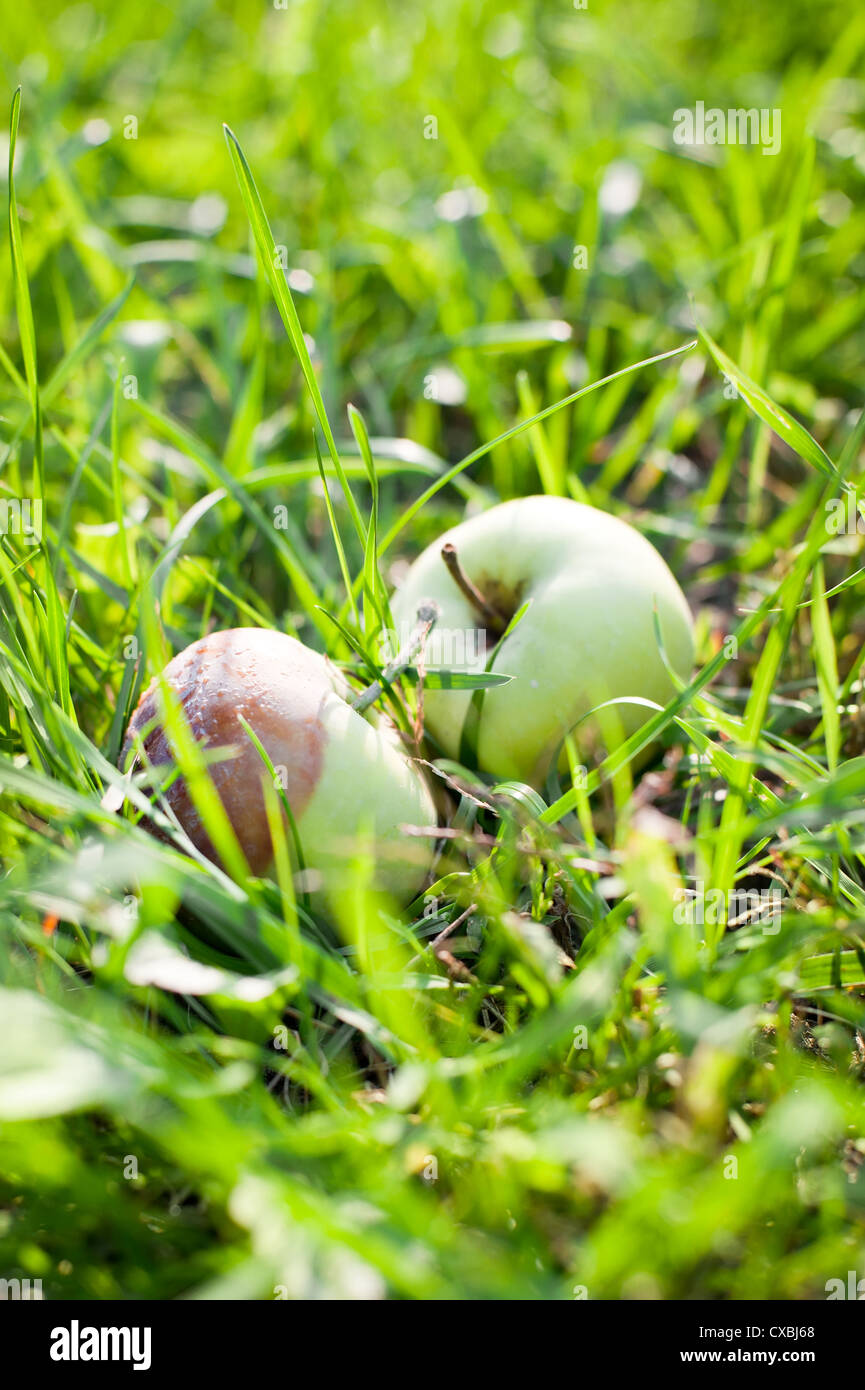 Rotten garden hi-res stock photography and images - Alamy