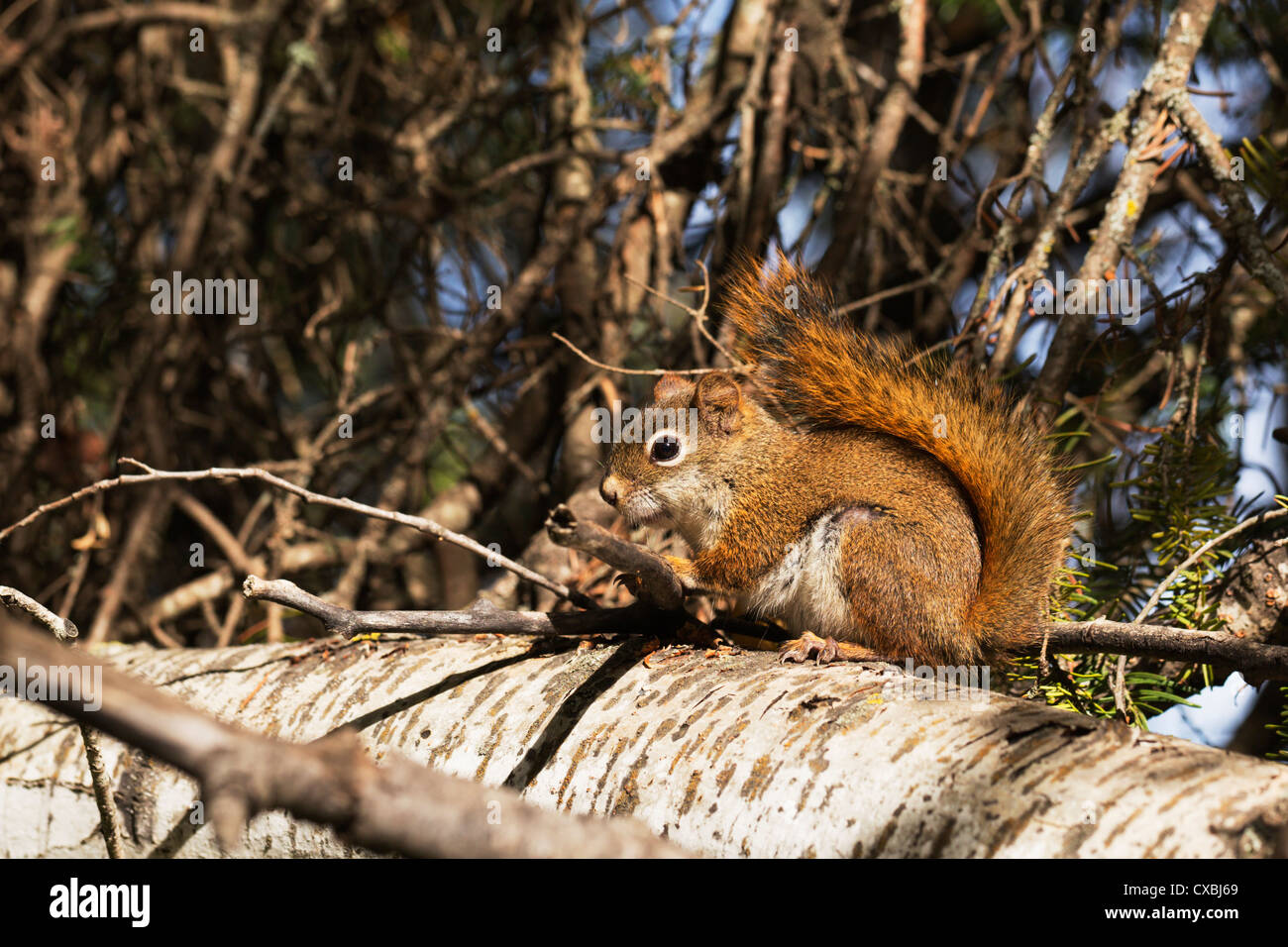 Minnesota forest hi-res stock photography and images - Alamy