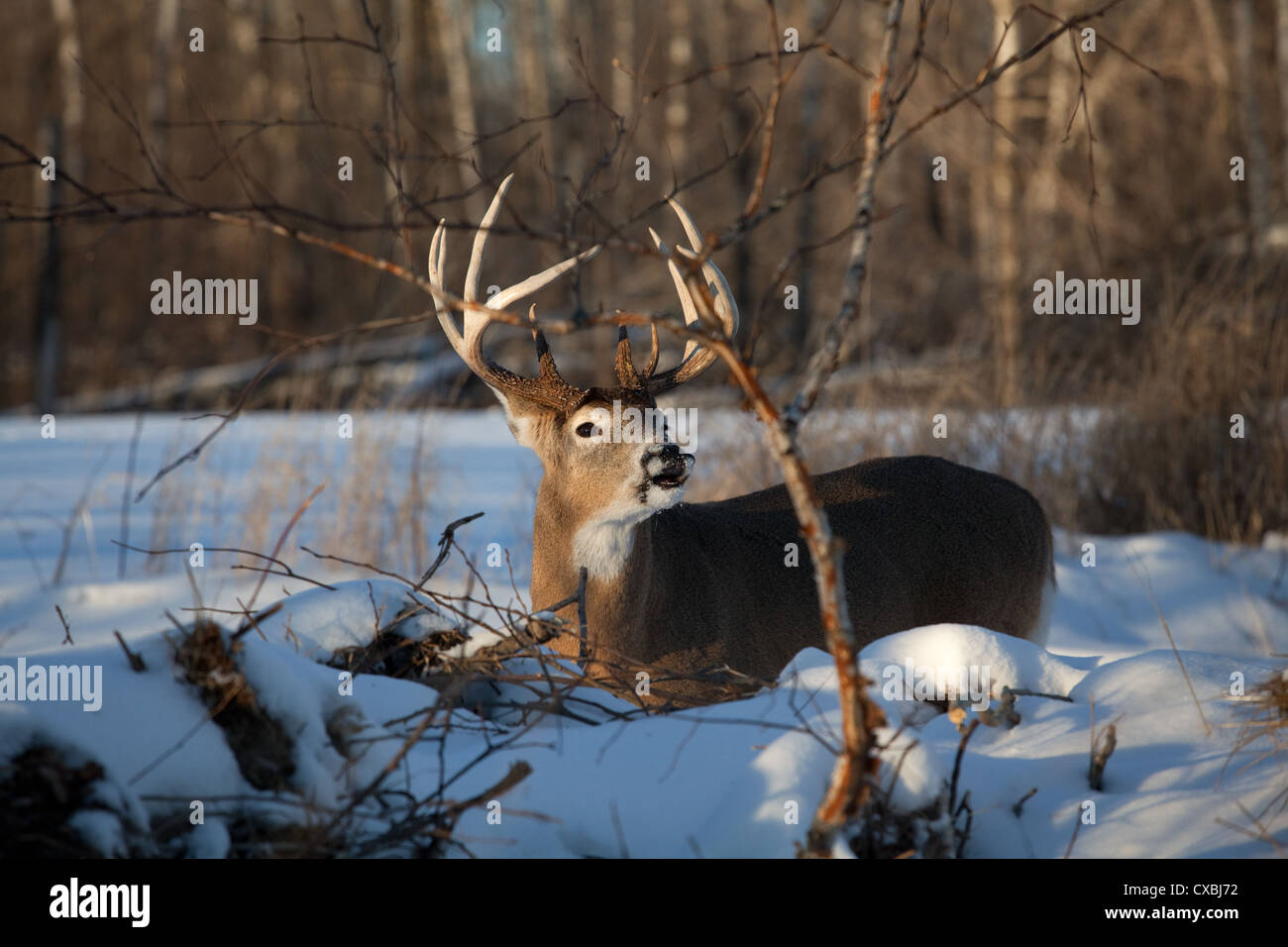 Buck smelling for does hi-res stock photography and images - Alamy