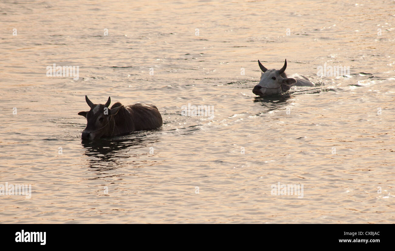 Cows swimming across a river, Bardia National Park, Nepal Stock Photo ...