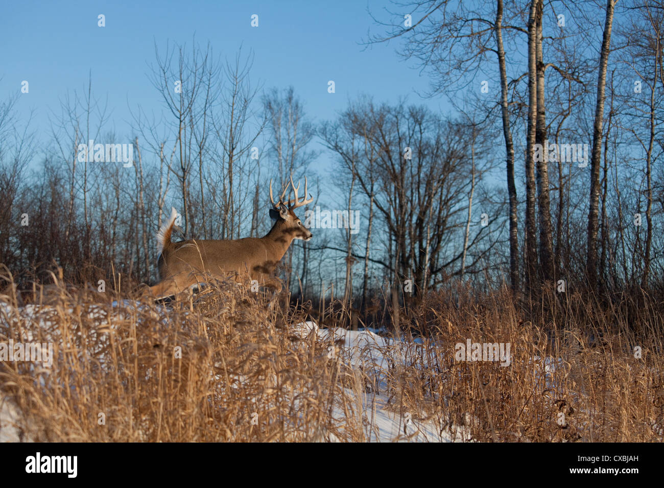 White tailed buck running hi-res stock photography and images - Alamy