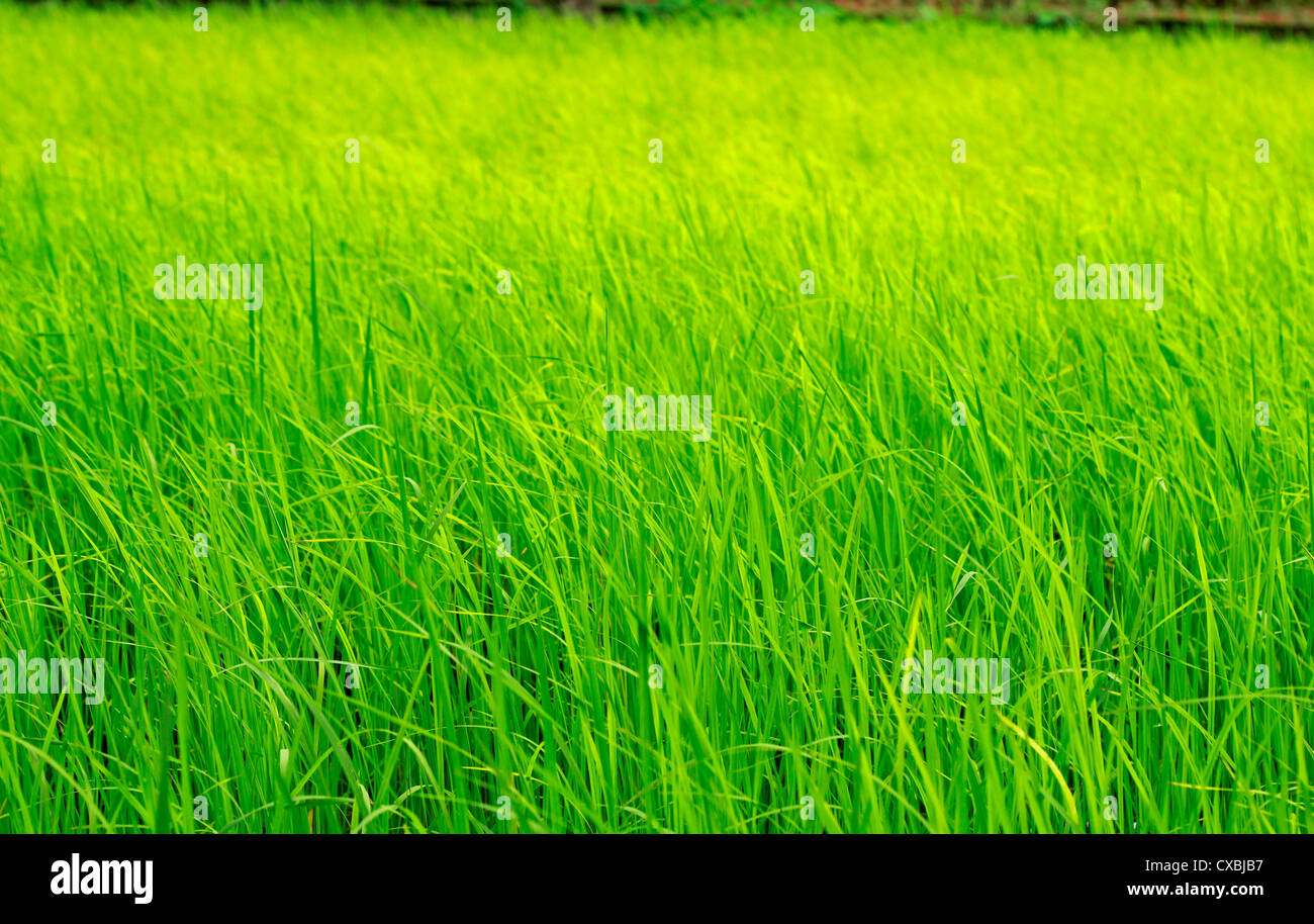 green paddy field; Kerala, India Stock Photo - Alamy