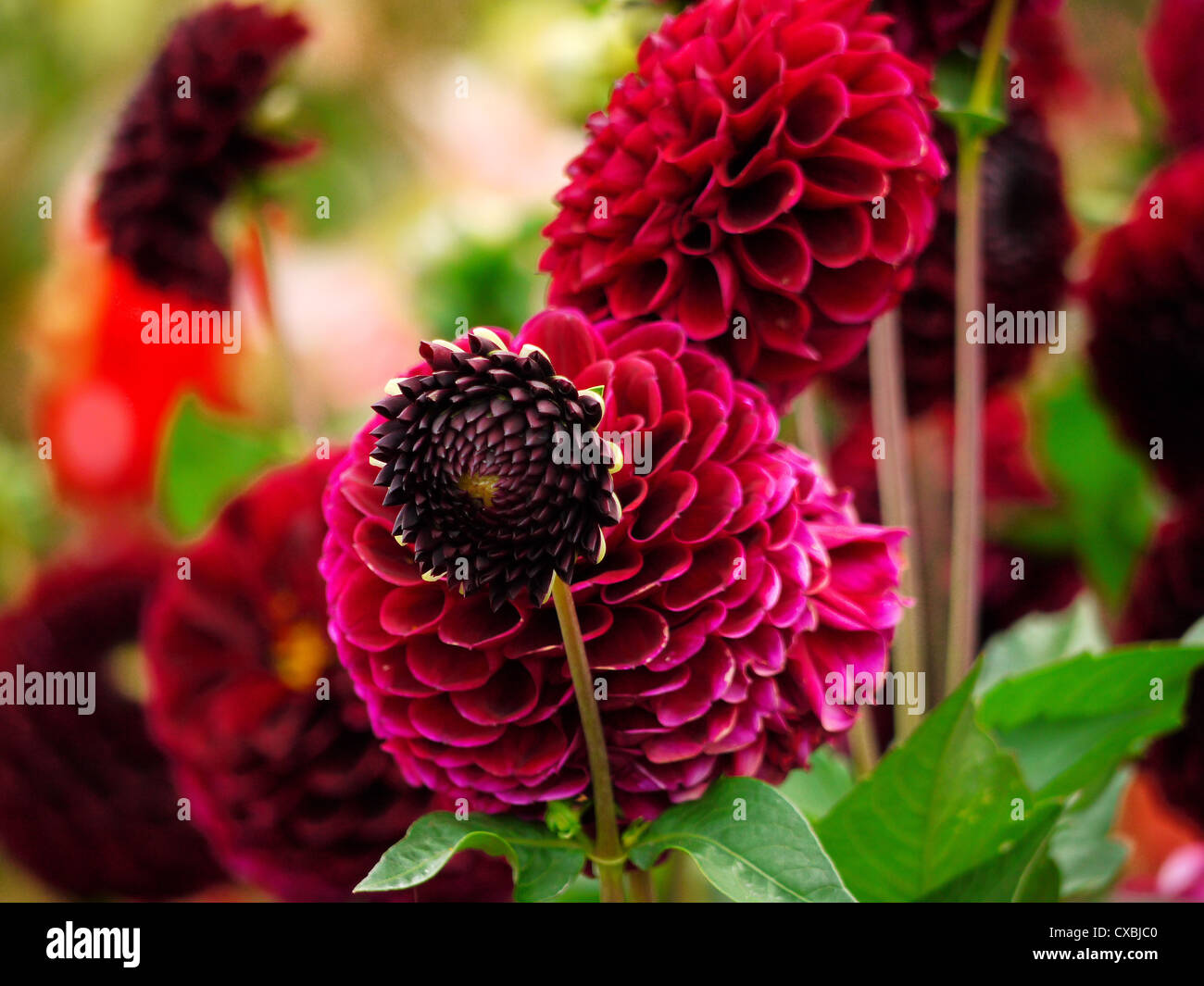 Fuchsia dahlias hi-res stock photography and images - Alamy
