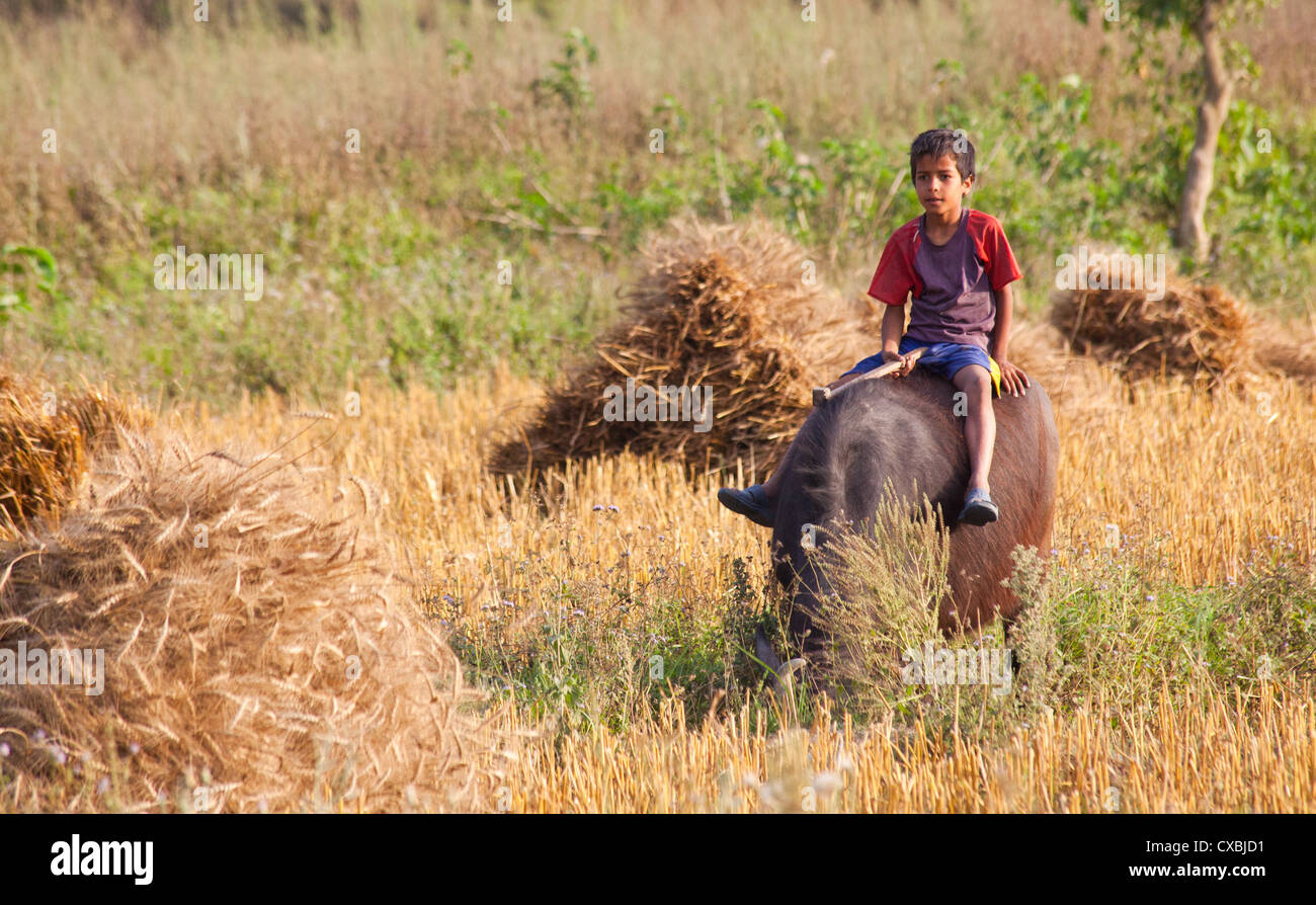 Farming nepal buffalo hi-res stock photography and images - Alamy