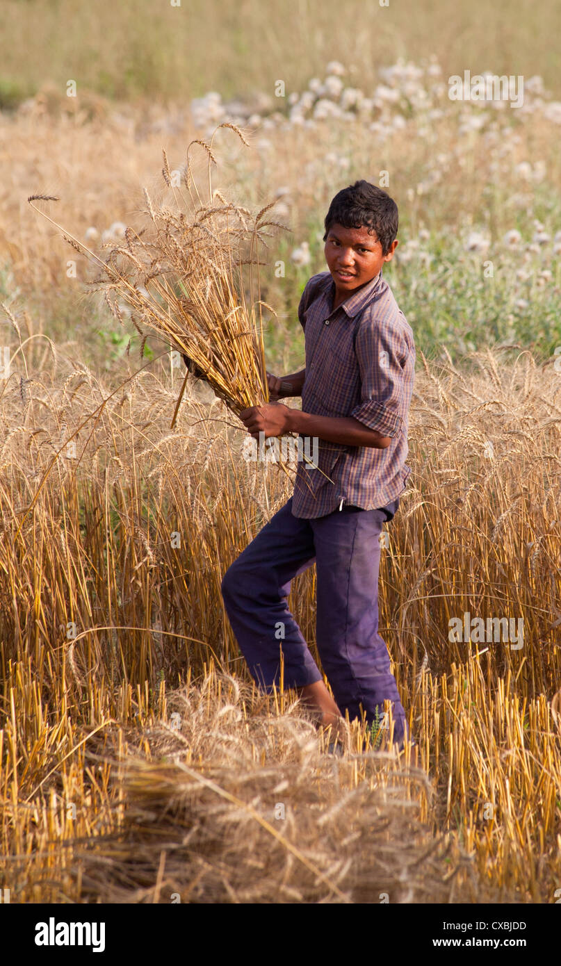 Nepalese nepali agriculture farming farmland rural farm wheat working ...