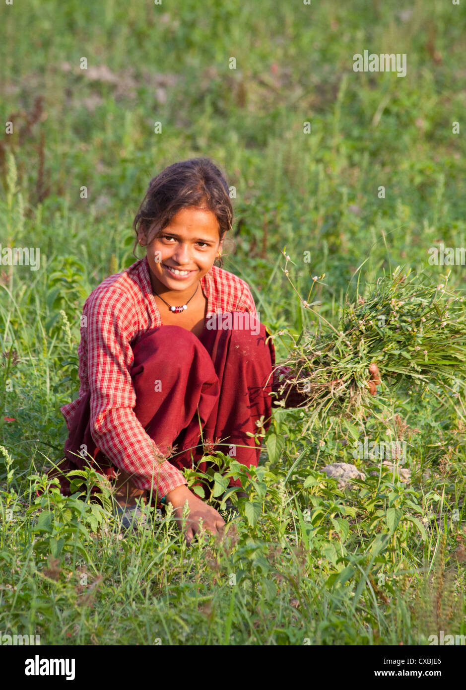 Nepali farming hi-res stock photography and images - Alamy
