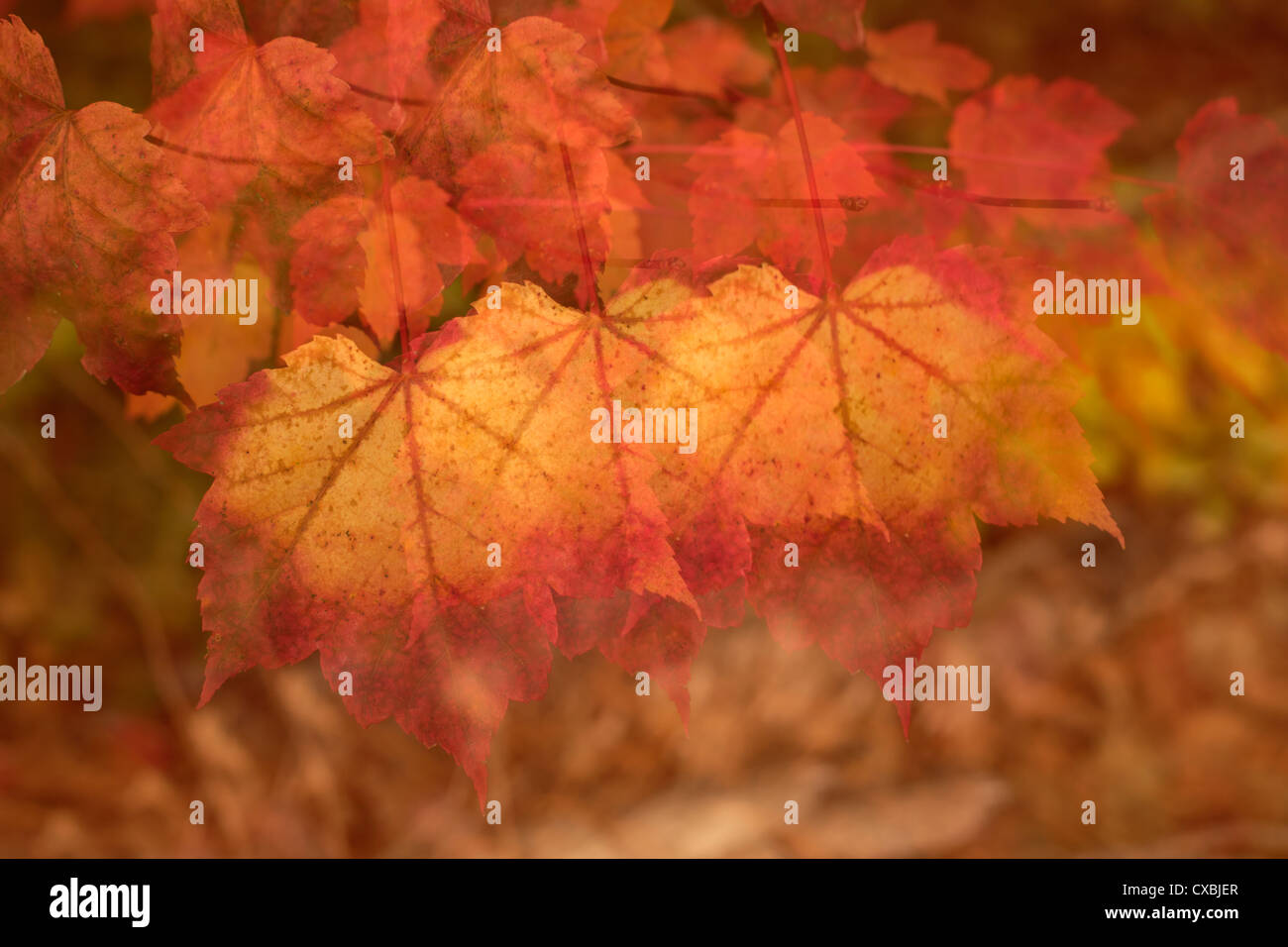 Multiple exposure technique hi-res stock photography and images - Alamy