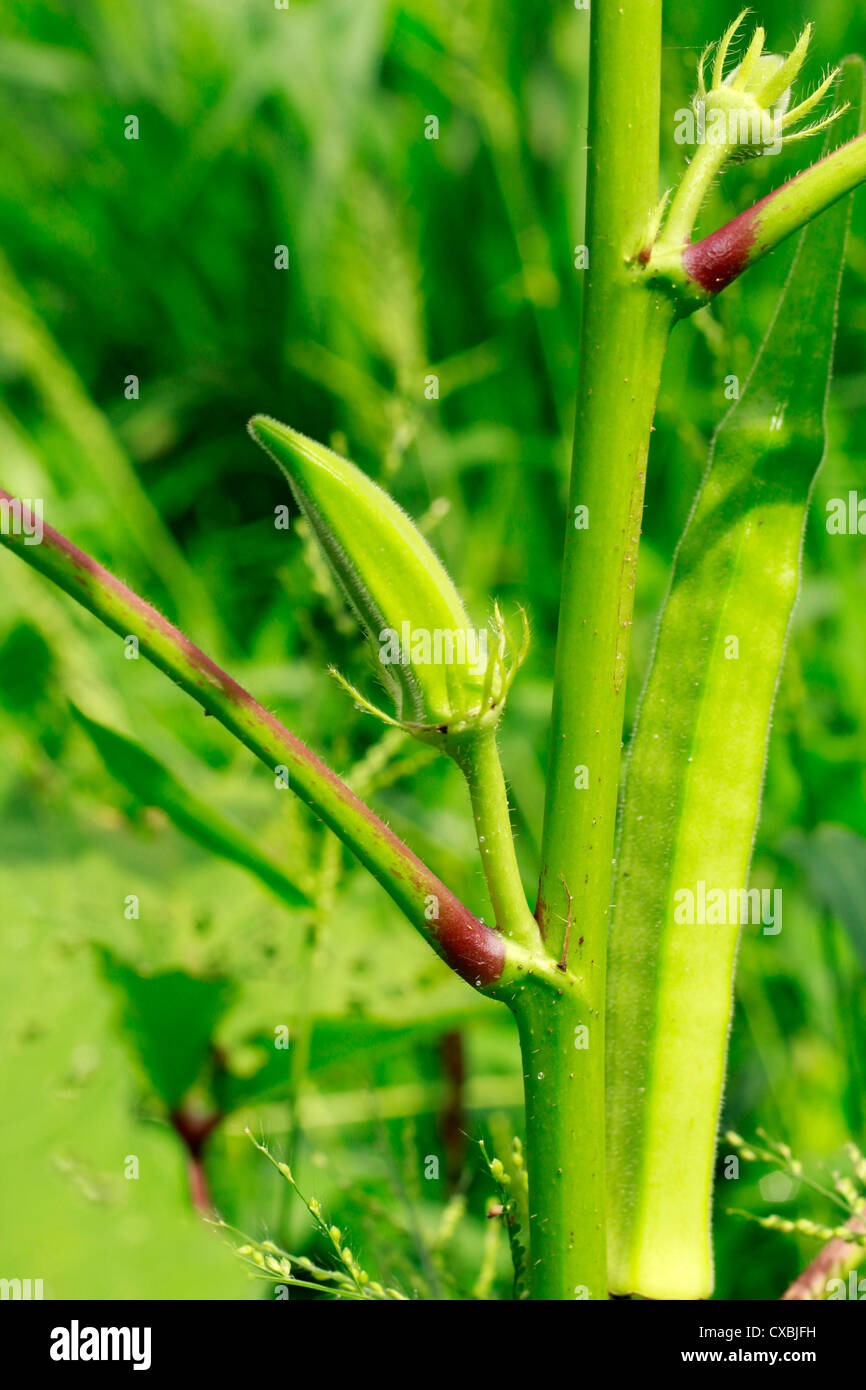 Okra plant or lady's finder or gumbo Stock Photo - Alamy