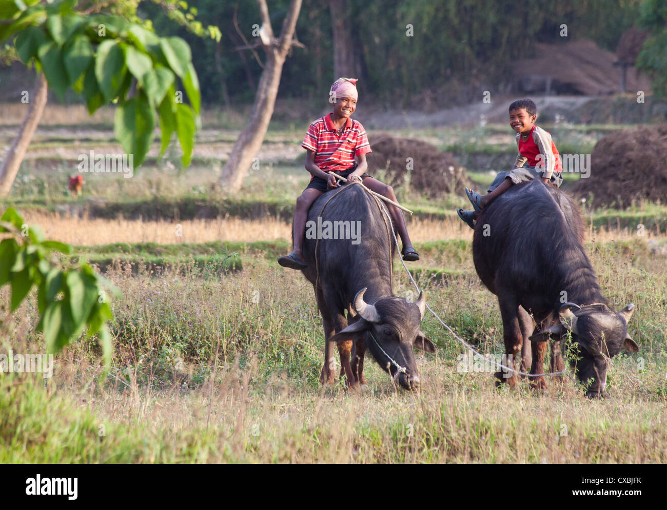 Water buffalo and boys hi-res stock photography and images - Alamy