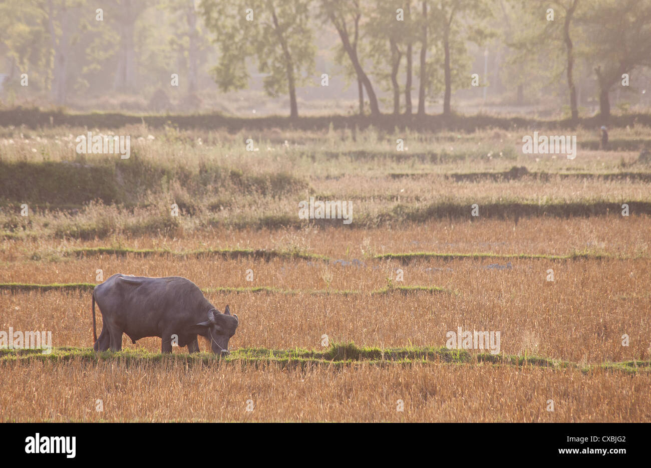 Domestic Water Buffalo, Bubalus bubalis, Bardiya, Nepal Stock Photo - Alamy