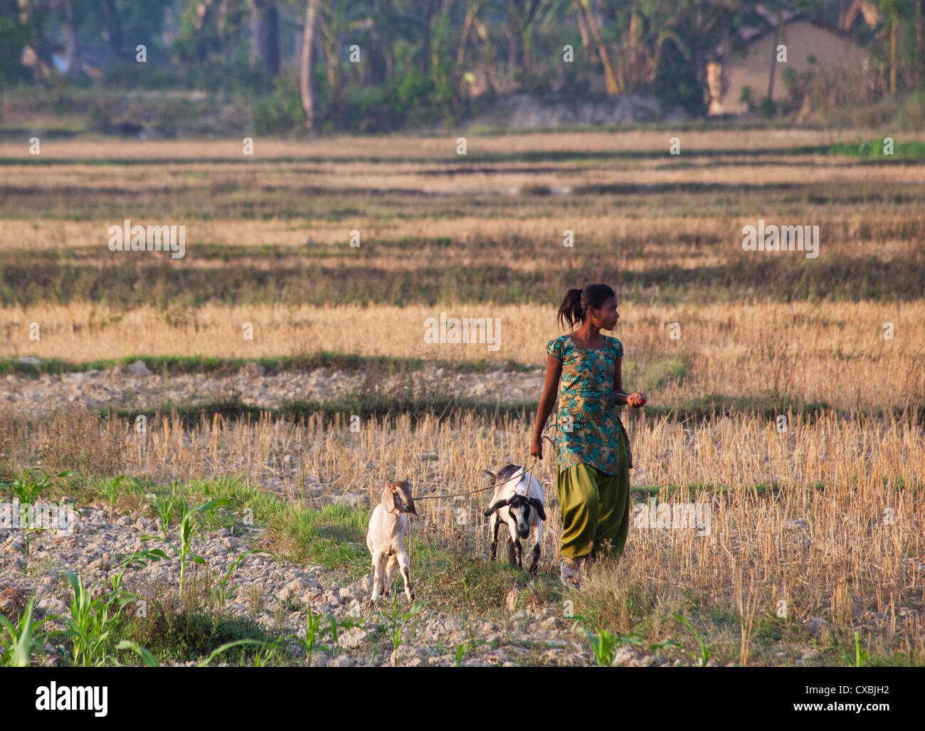 Terai nepal herder hi-res stock photography and images - Alamy