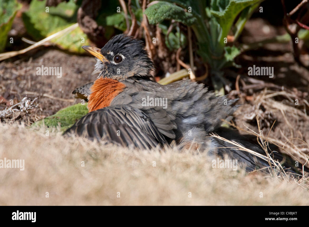 American Robin (Turdus migratorius) basking in the warm earth in garden ...