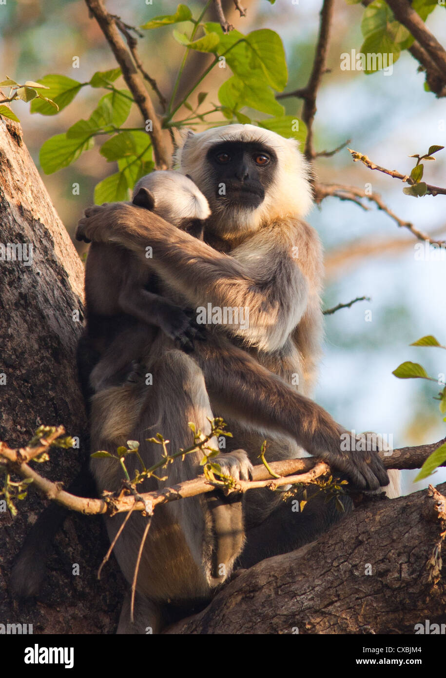 Semnopithecus schistaceus hi-res stock photography and images - Alamy