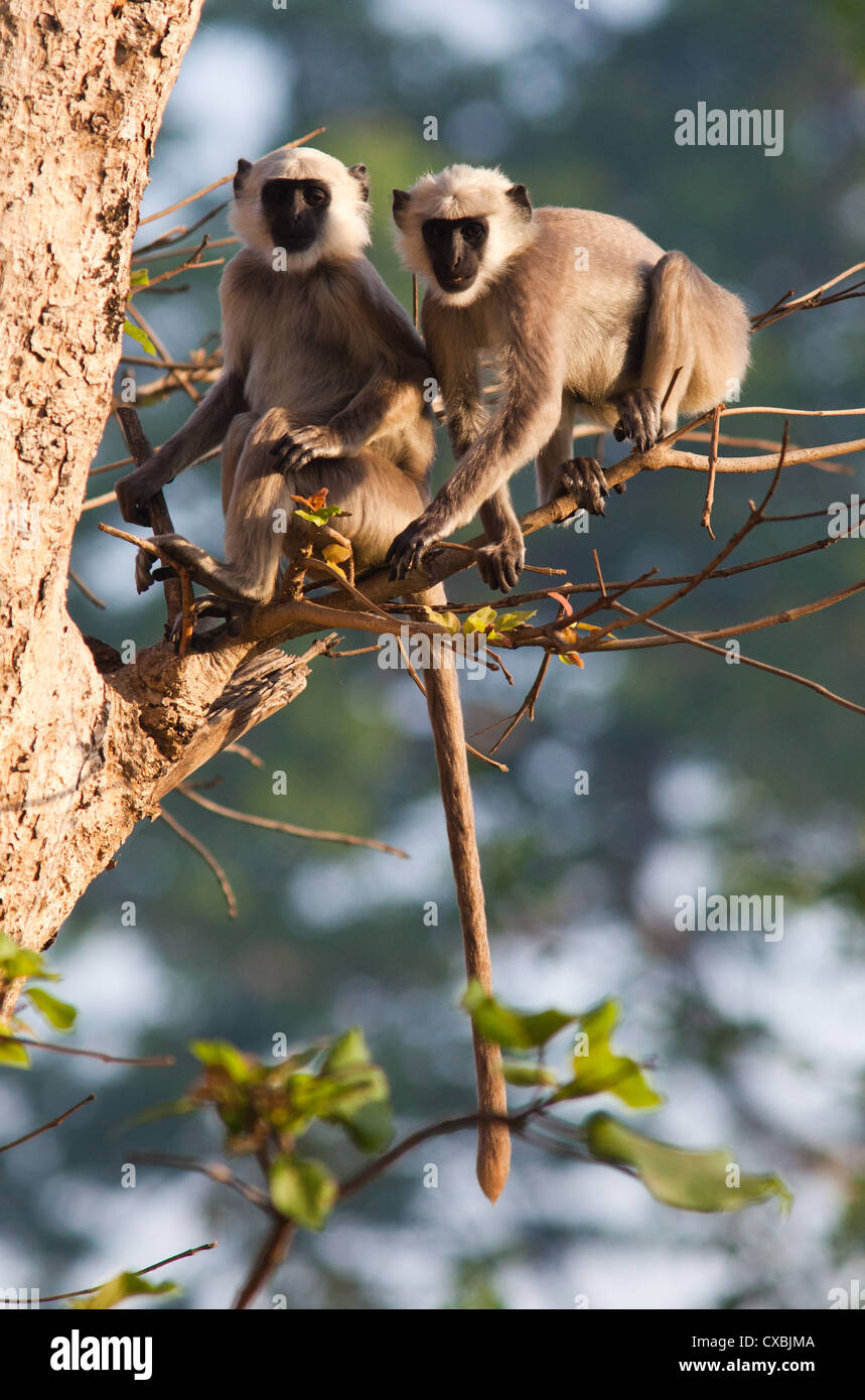 Semnopithecus schistaceus hi-res stock photography and images - Alamy