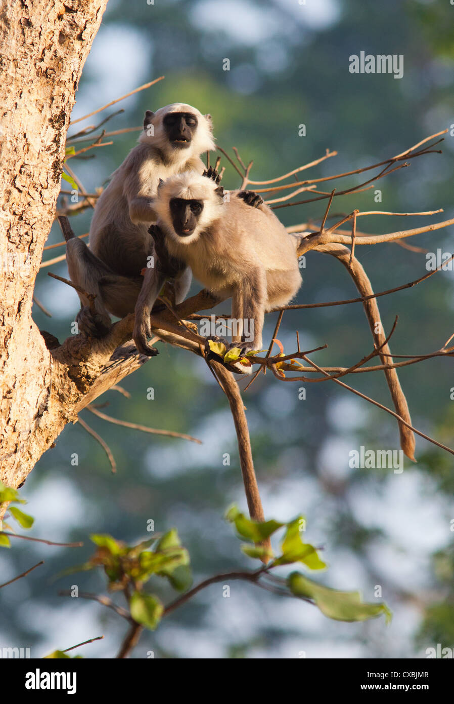 Semnopithecus schistaceus hi-res stock photography and images - Alamy
