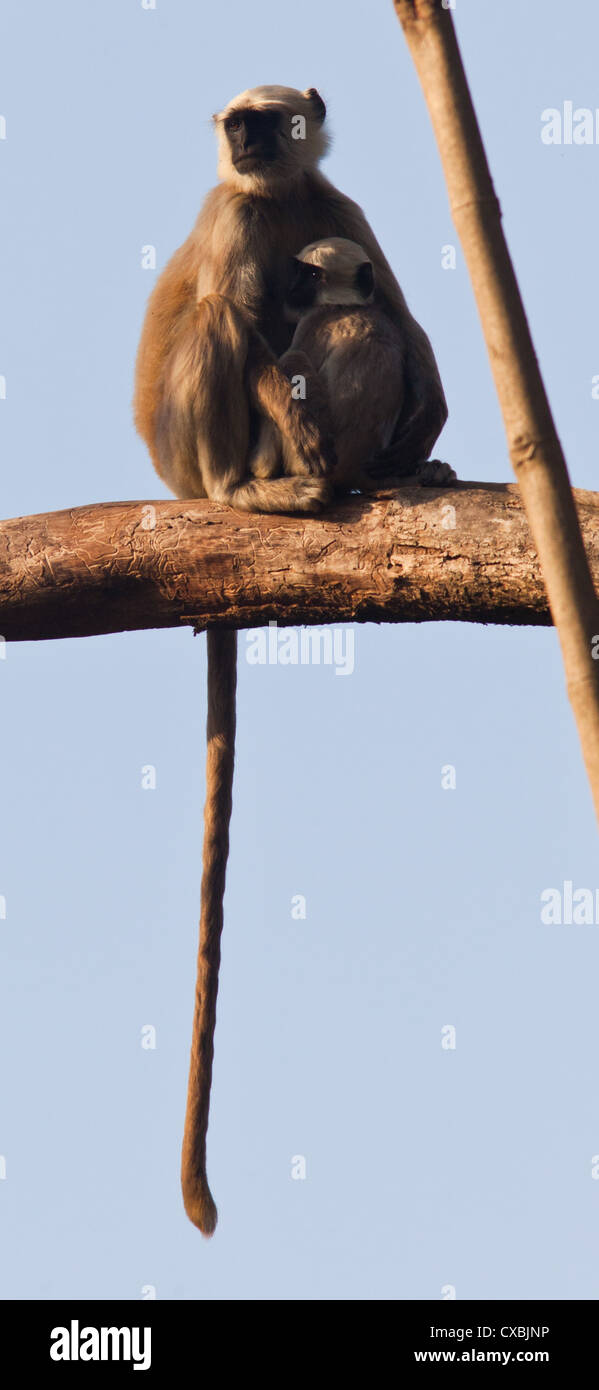 Semnopithecus schistaceus hi-res stock photography and images - Alamy