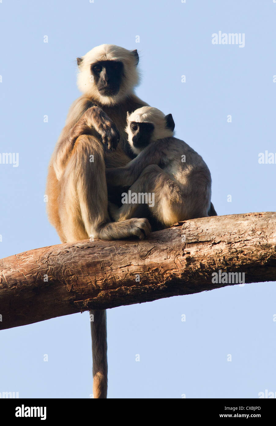 Semnopithecus schistaceus hi-res stock photography and images - Alamy