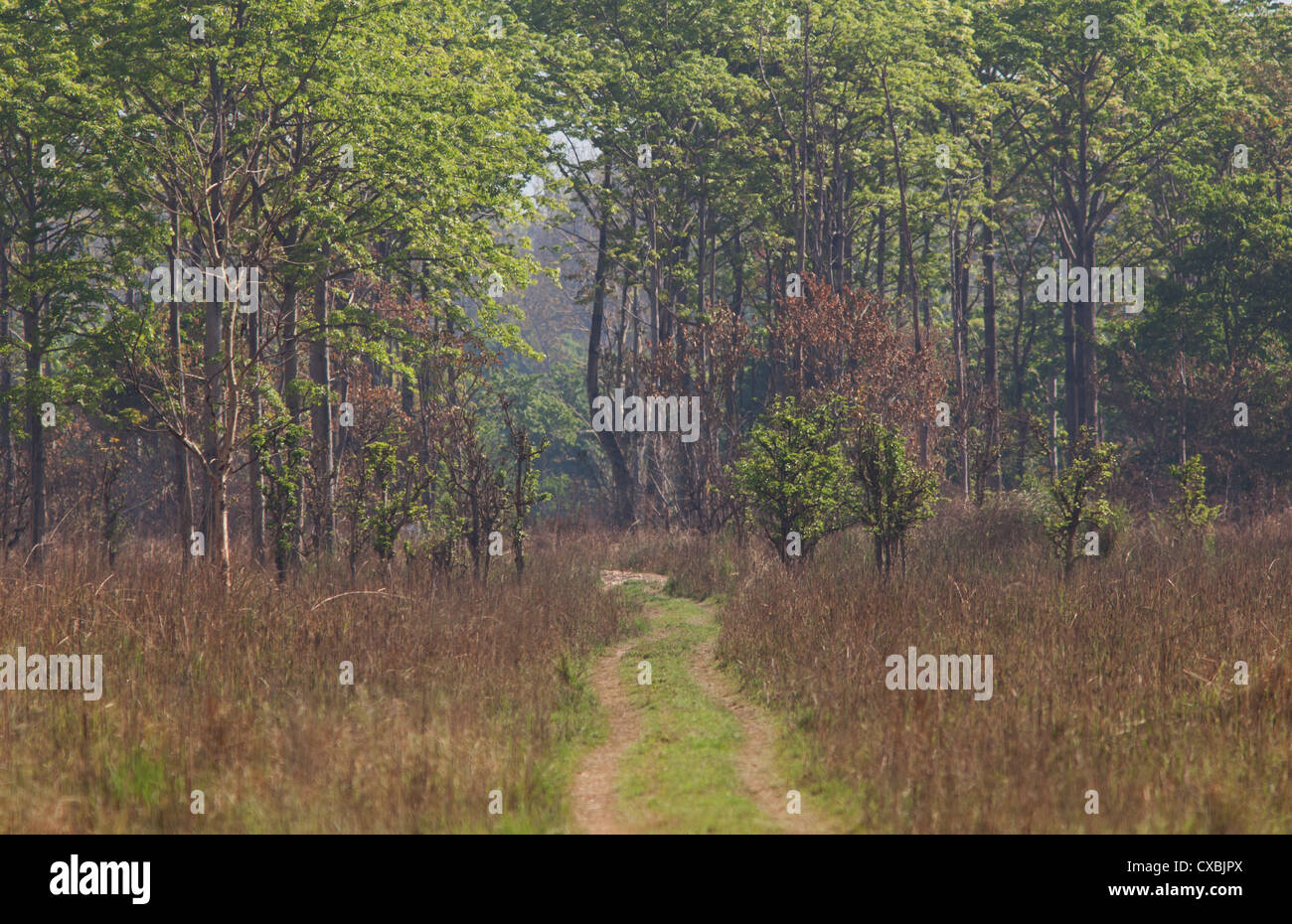 Sal forest in Bardia National Park, Terai Region, Nepal Stock Photo - Alamy