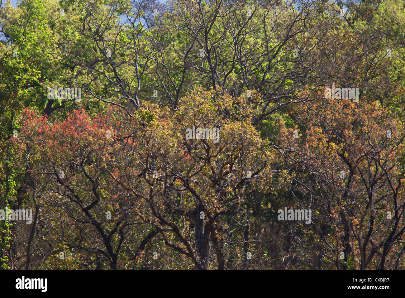 Sal forest in Bardia National Park, Terai Region, Nepal Stock Photo - Alamy
