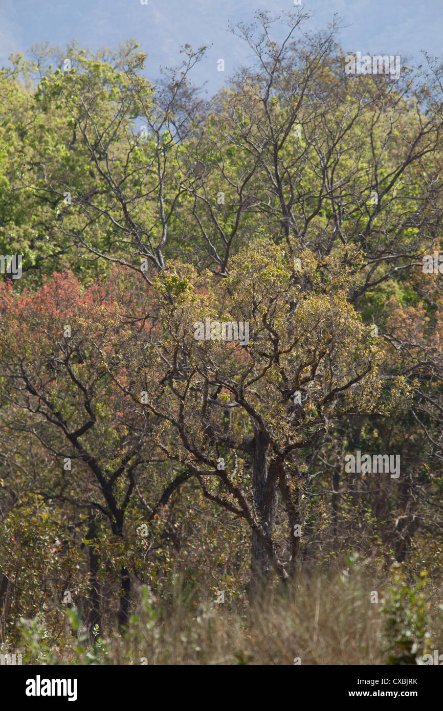 Sal forest in Bardia National Park, Terai Region, Nepal Stock Photo - Alamy