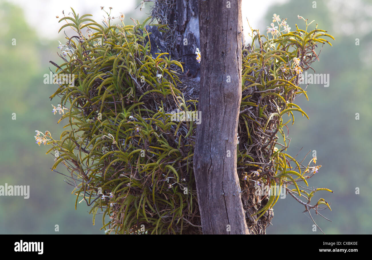 Orchidae hi-res stock photography and images - Alamy