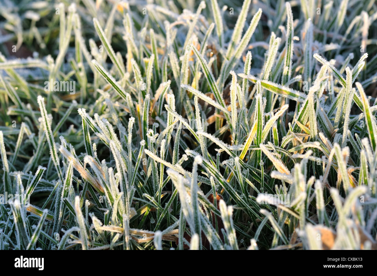 Close up detail frost hi-res stock photography and images - Alamy